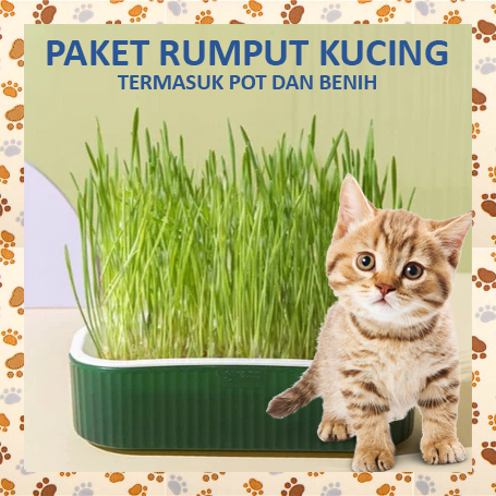 Jual A52KX2 Rumput Kucing DIY PAKET POT Menanam Benih Gandum Wheat ...