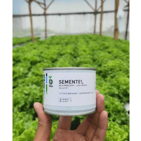 Jual [5000 Pills] Benih Selada Bejo SEMENTEL Benih Lettuce Batavia By ...