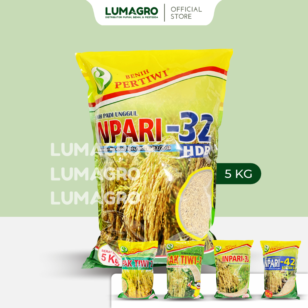 Jual Benih Padi Pertiwi Inpari 32 5kg Premium Bibit Pari Berkualitas 5 Kilogram | Shopee Indonesia