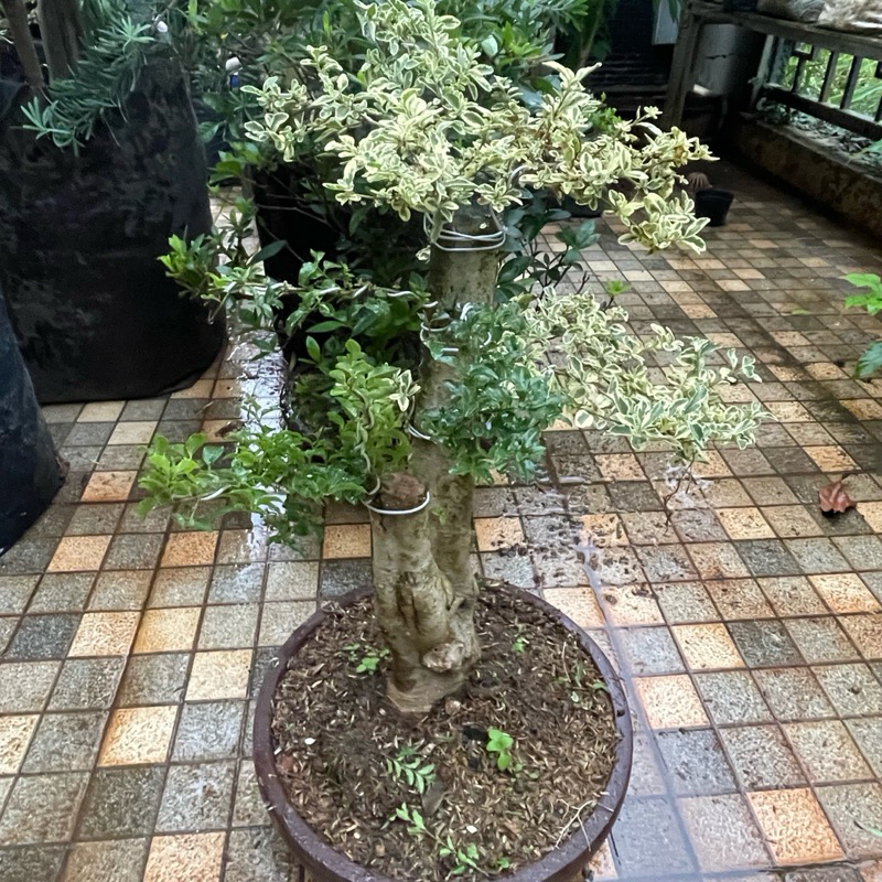 Jual tanaman bonsai legistrum | Shopee Indonesia