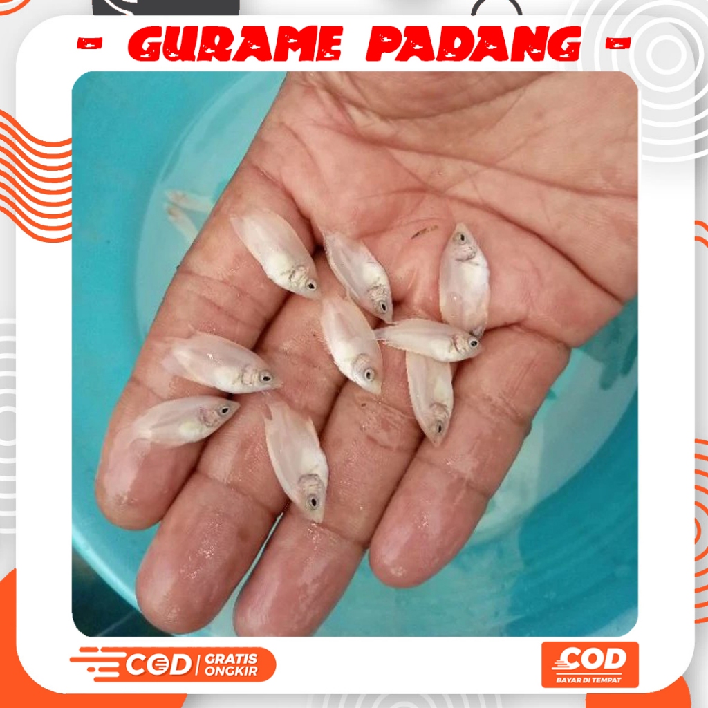 Jual IKAN GURAME PADANG (BIBIT - PAKETAN) | Shopee Indonesia