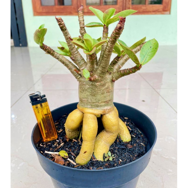 Jual Adenium ID. GODJI × ET ( akar emas ) | Shopee Indonesia