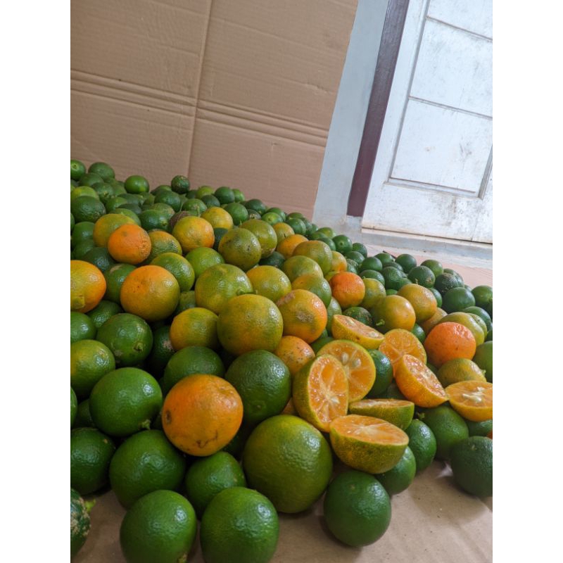 Jual jeruk sankist jeruk cui jeruk songkit jeruk kasturi jeruk jongkit ...