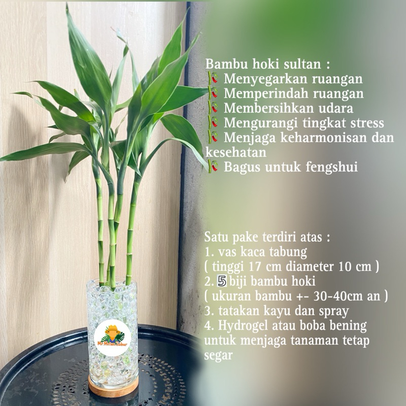 Jual Paket lengkap tanaman Bambu hoki air Sultan + vas kaca tabung ...