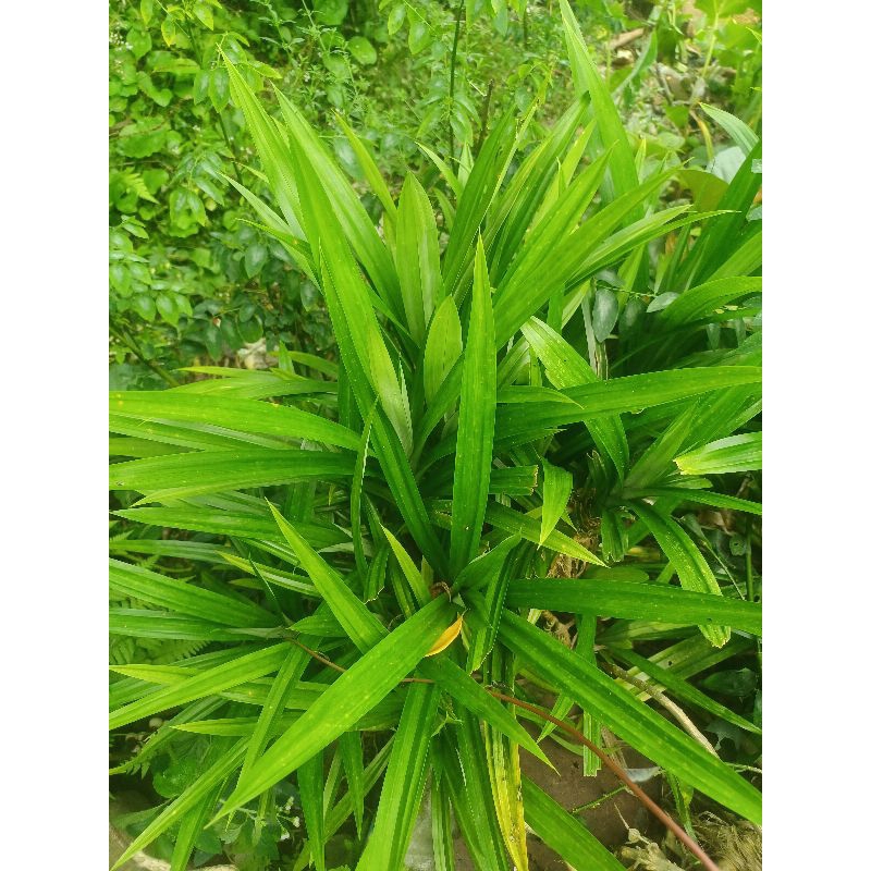 Jual Daun pandan wangi dan bibit pandan wangi 30 ribu/kg basah 60 ribu ...