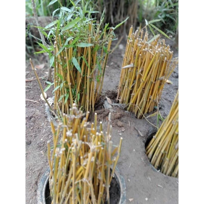 Jual Bibit tanaman bambu kuning stek tunas 50cm | Shopee Indonesia
