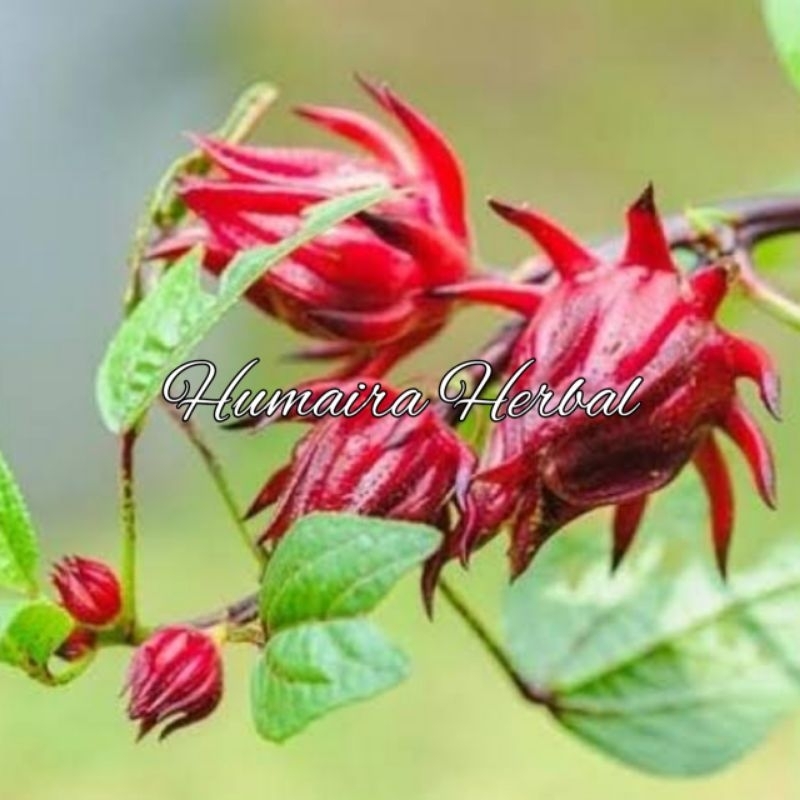 Jual POHON ROSELLA Bibit Pohon Rosella Siap Tanam Tiinggi 20-30Cm ...