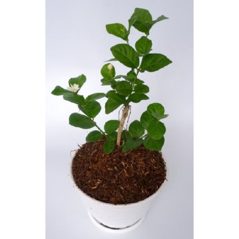 Jual Bibit Tanaman Melati Lokal Siap Bunga | Shopee Indonesia