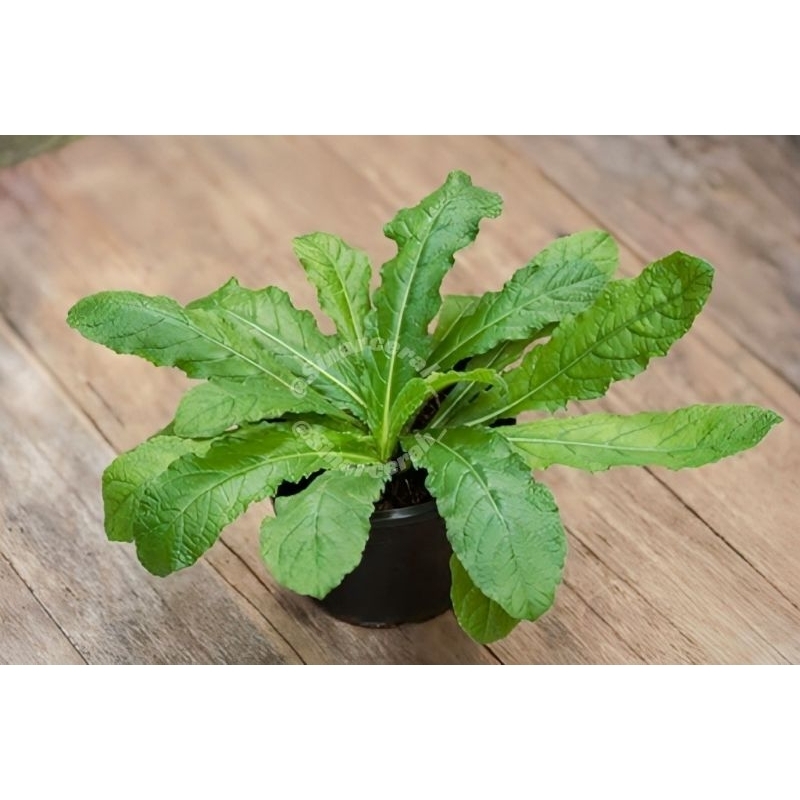 Jual 3 pcs Tanaman Herbal Tapak Liman/Daun Tapak Liman segar | Shopee ...