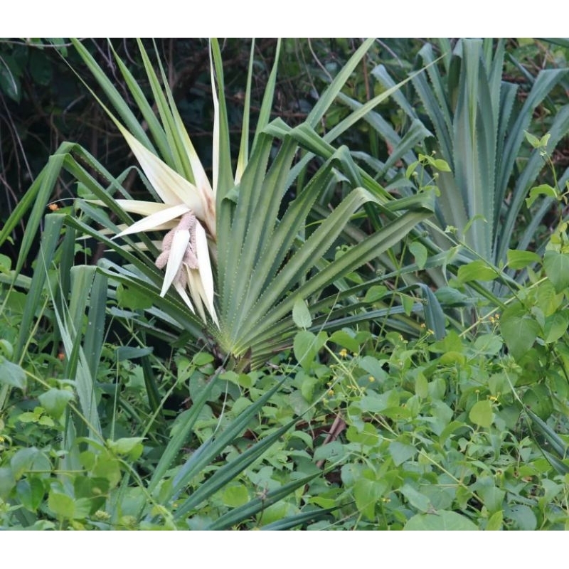 Jual Bunga pandan duri/bunga pandan laut segar langsung petik | Shopee ...