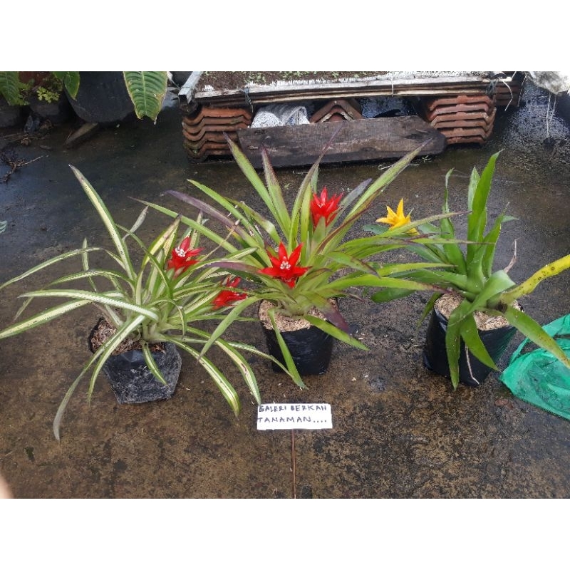 Jual ( GRATIS POT ) PAKETAN 3 JENIS TANAMAN HIAS BROMELIA GUZMANIA ...