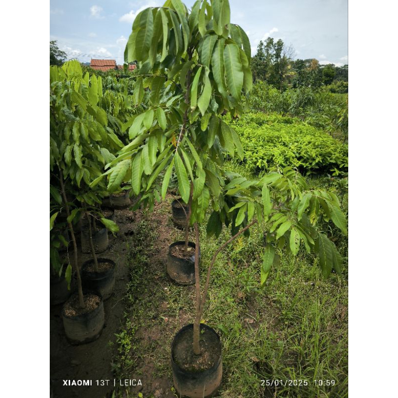 Jual bibit kelengkeng kateki/new kristal (ukuran besar) | Shopee Indonesia