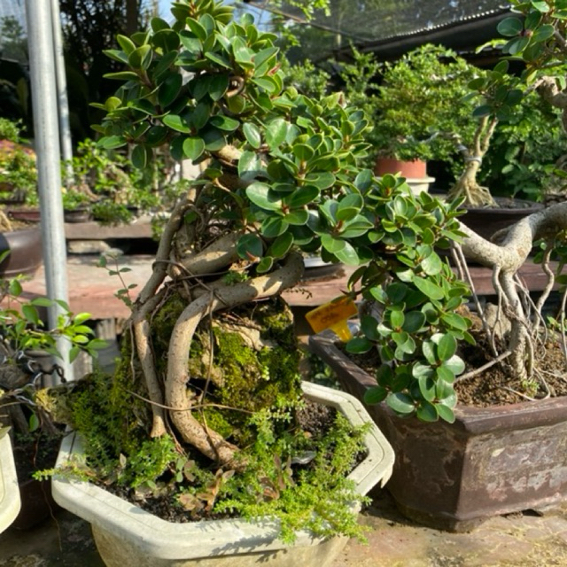 Jual Bonsai Dollar Mikro / Bahan Bonsai Dolar mikro Istimewa | Shopee ...