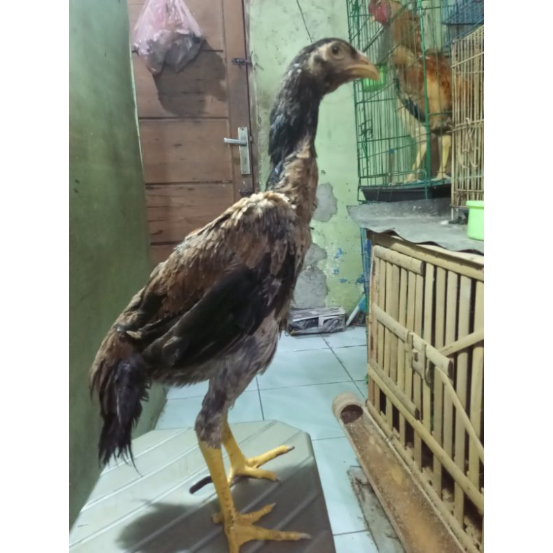 Jual PROMO!! ayam shamo anakan jepang x sesuai pick siap nelor jual ...
