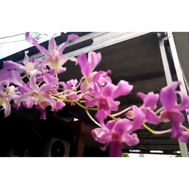 Jual Anggrek jadul Dendrobium Tual Maluku | Shopee Indonesia