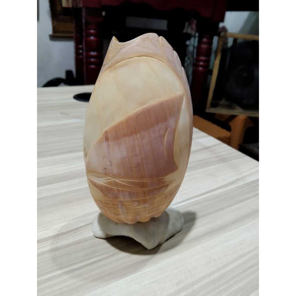 Jual Hiasan Kerang Berdiri Kuno Jadul Antik | Shopee Indonesia