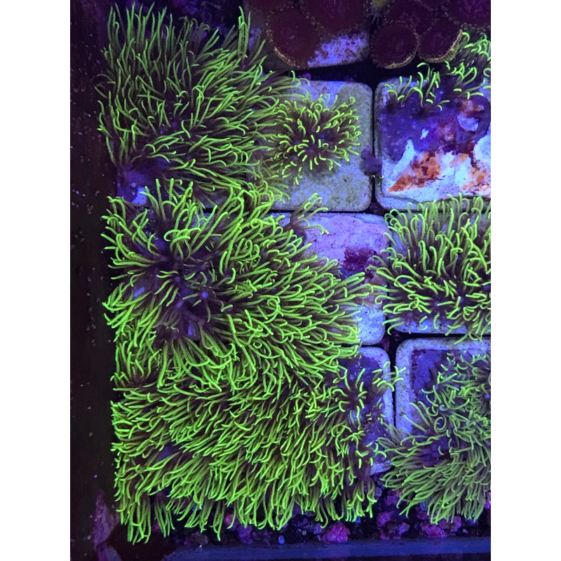 Jual Coral Green Star polyp GSP frag 3cm aquaculture | Shopee Indonesia