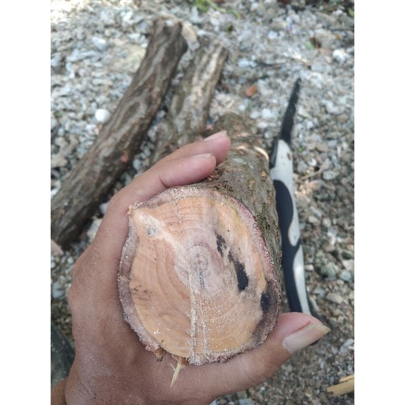 Jual kayu setigi ukuran besar | Shopee Indonesia
