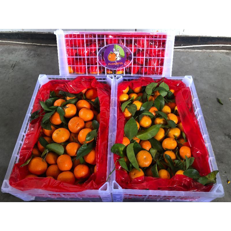 Jual Jeruk Santang Anggur Kurma Apel Pir dan Buah lainnya | Shopee ...