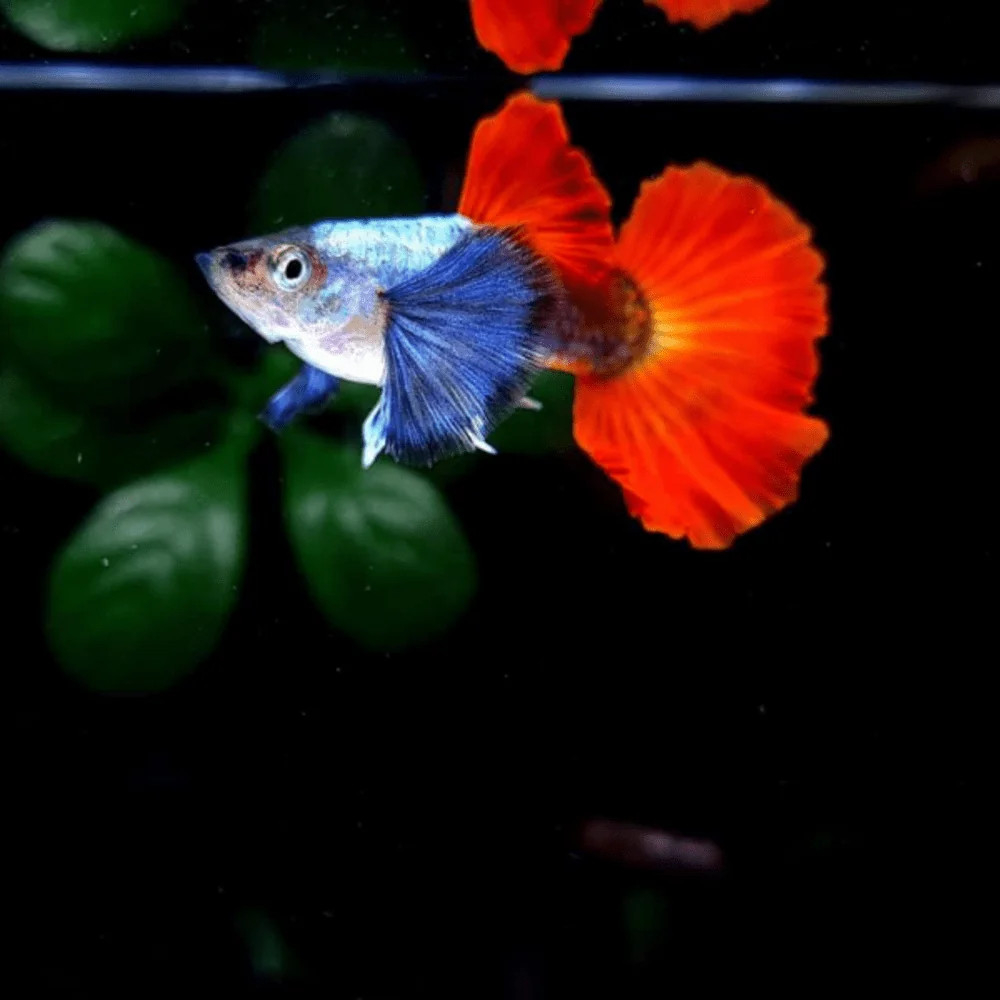 Jual khusus instant gojek / grab - ikan guppy prtde platinum red tail ...