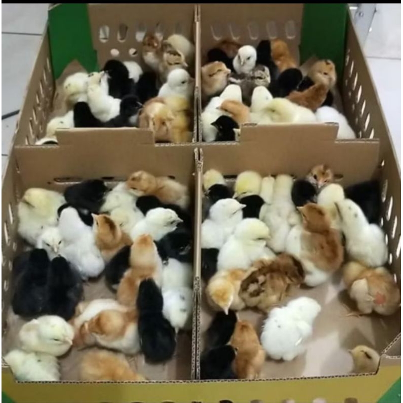 Jual Harga Doc Ayam Kampung Terlengkap & Harga Terbaru Juni 2026 ...