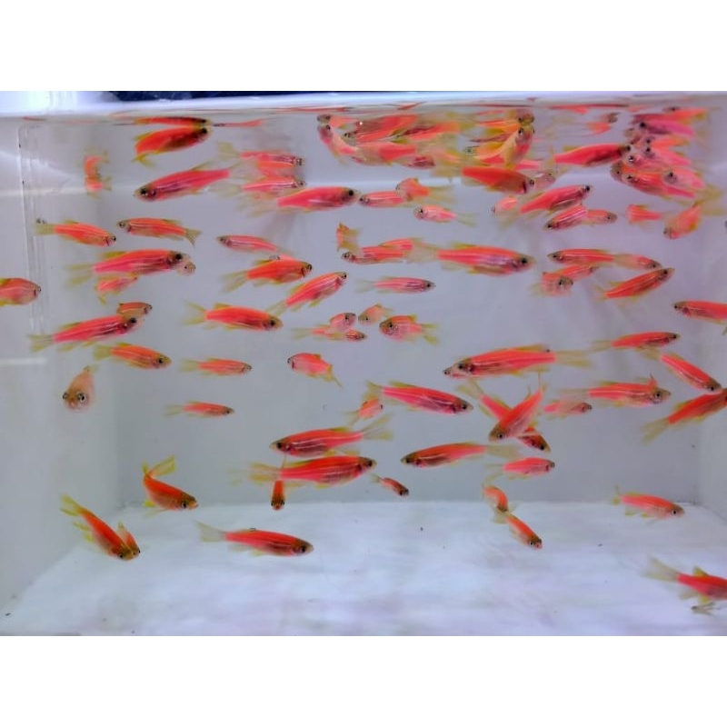 Jual RED DANIO MURAH BERGARANSI | Shopee Indonesia