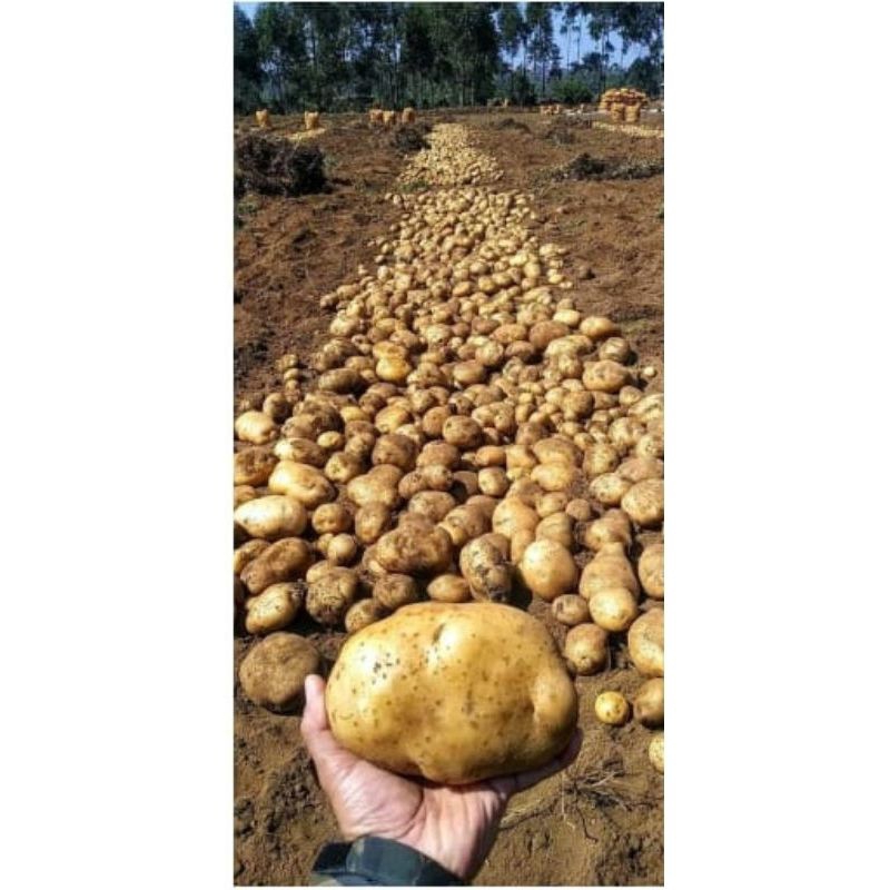 Jual KENTANG UKURAN KECIL / KENTANG UKURAN SIOMAY / KENTANG fresh ...