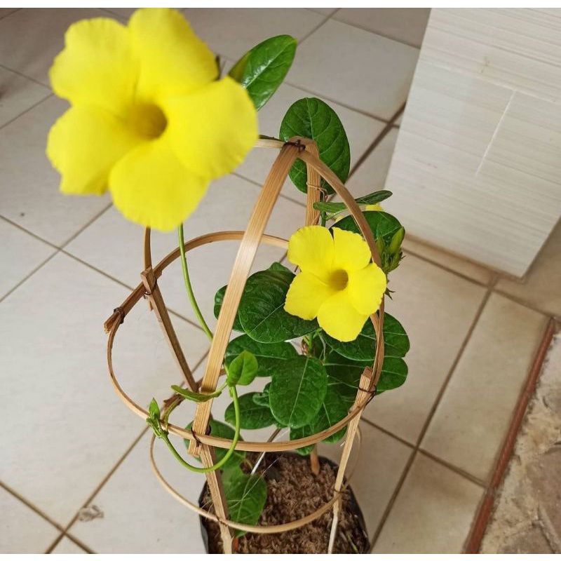Jual tanaman jalar tanaman bunga Alamanda bunga kuning cocok untuk ...