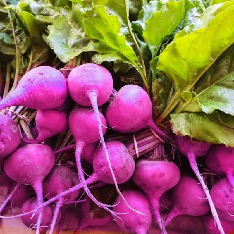 Jual Benih TURNIP PURPLE (isi-5) Biji Sayur Lobak Ungu | Shopee Indonesia