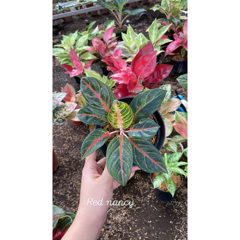 Jual Aglaonema Red nancy ekonomis | Shopee Indonesia