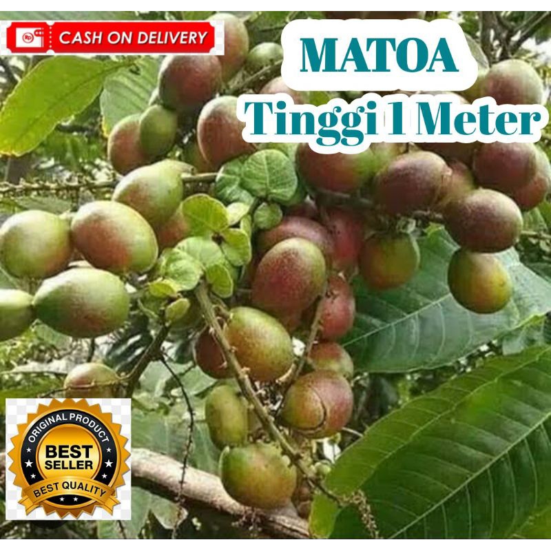 Jual Bibit Buah MATOA GENJAH Tinggi 1 Meter | Shopee Indonesia