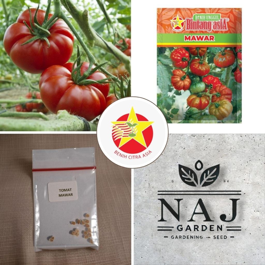 Jual Benih Tomat Mawar Berkualitas dari Bintang Asia (Isi 20 Butir ...