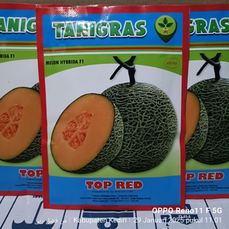 Jual benih melon hibrida top red F1 kemasan 12gr | Shopee Indonesia