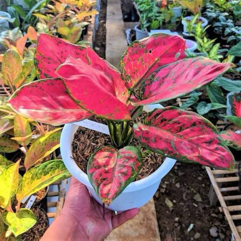 Jual tanaman aglonema DUT ANJAMANI / Pohon hidup aglonema dut anjamani ...