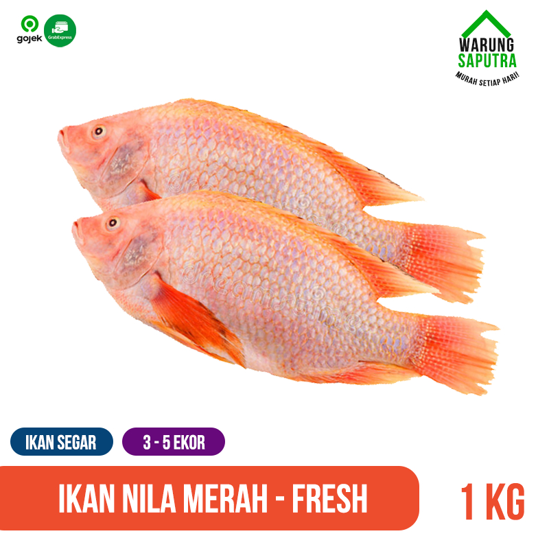Jual Ikan Nila / Tilapia Merah Mati Segar Utuh 1 kg | Shopee Indonesia
