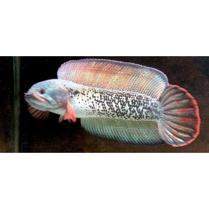 Jual Chana Barca Original (COD BAYAR DITEMPAT) Simet Rapi Size 6-7 ...