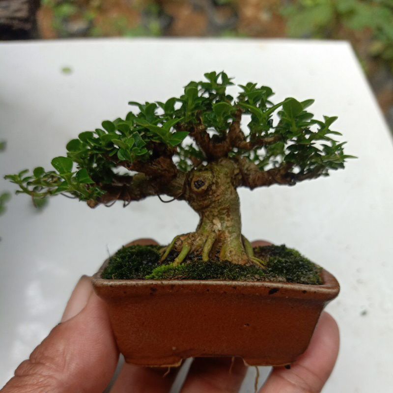Jual Bonsai Sancang Super Mini size Keshitsubo ( Premna Microphylla ...