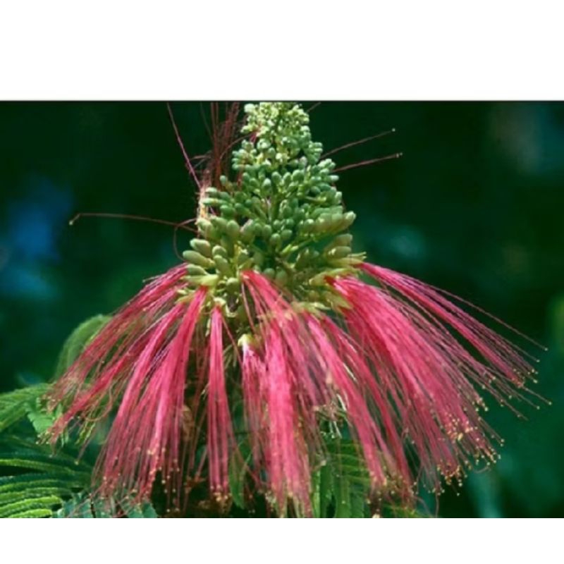 Jual biji kalendra merah pakan ternak 20g | Shopee Indonesia