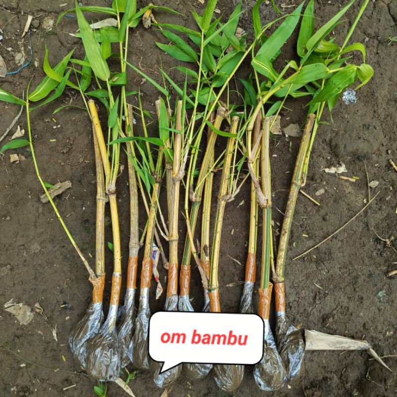 Jual BIBIT BAMBU KUNING LIMITED EDITION sudah berdaun | Shopee Indonesia