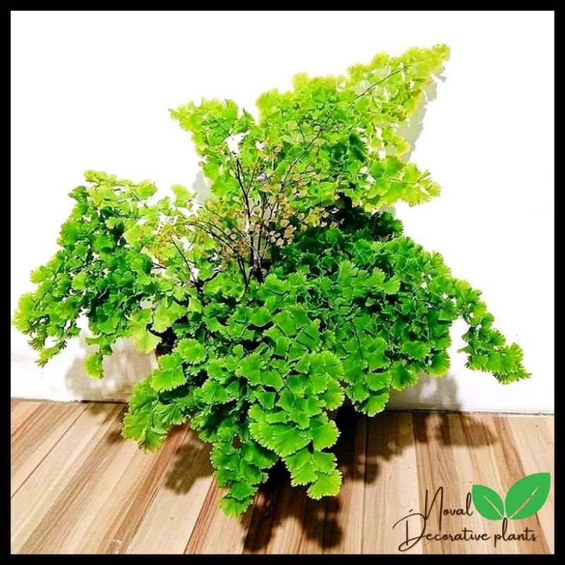 Jual Tanaman hias suplir kriting rimbun - suplir kriting - tanaman ...