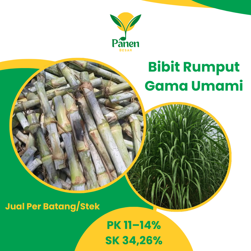 Jual Jual Per Batang/Stek Bibit Rumput Gama Umami Kualitas Unggul ...