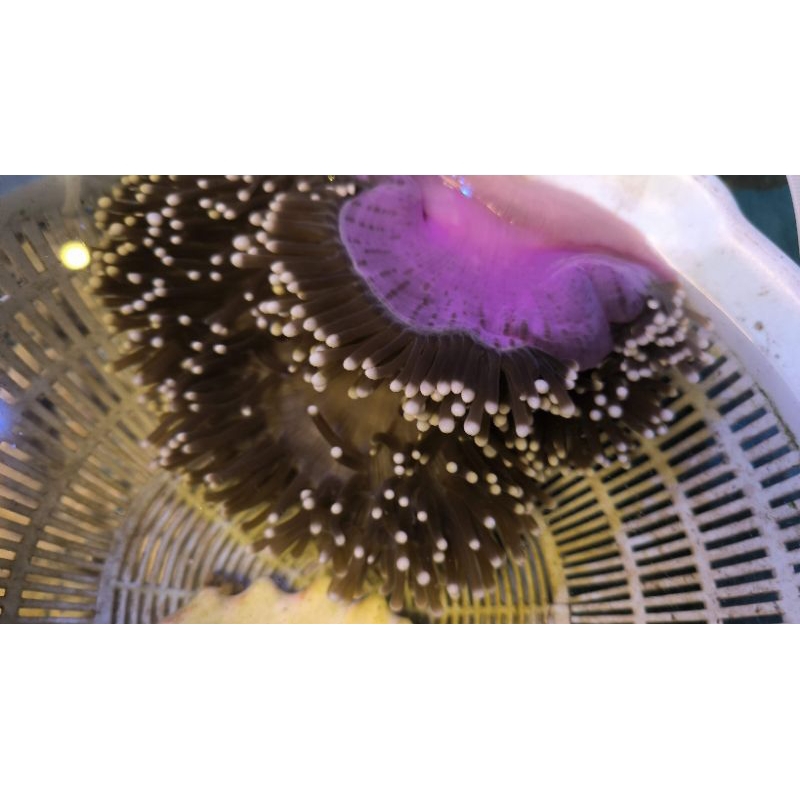 Jual anemon clown rumah nemo | Shopee Indonesia