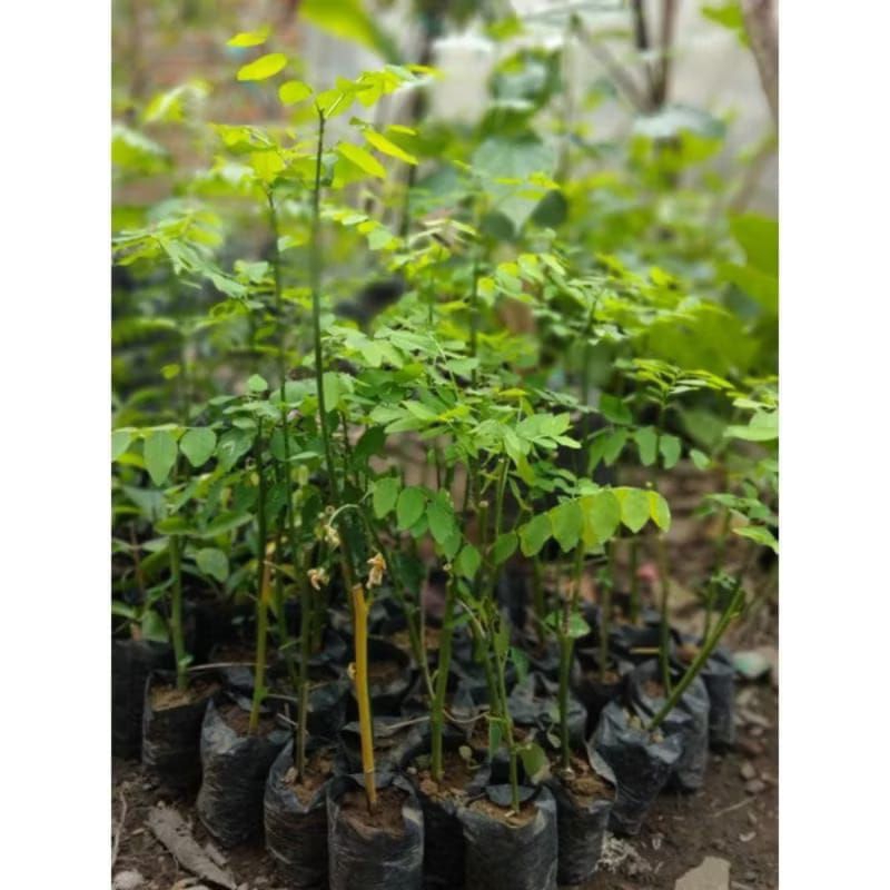 Jual bibit stek singkong kuning 1kg isi 6-8 batang | Shopee Indonesia