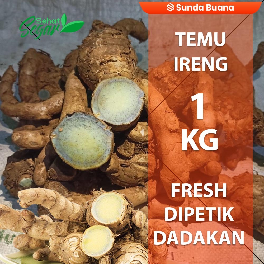 Jual Temu/Kunyit ireng (Curcuma aeruginosa) Segar 1 kg rempah dan ...