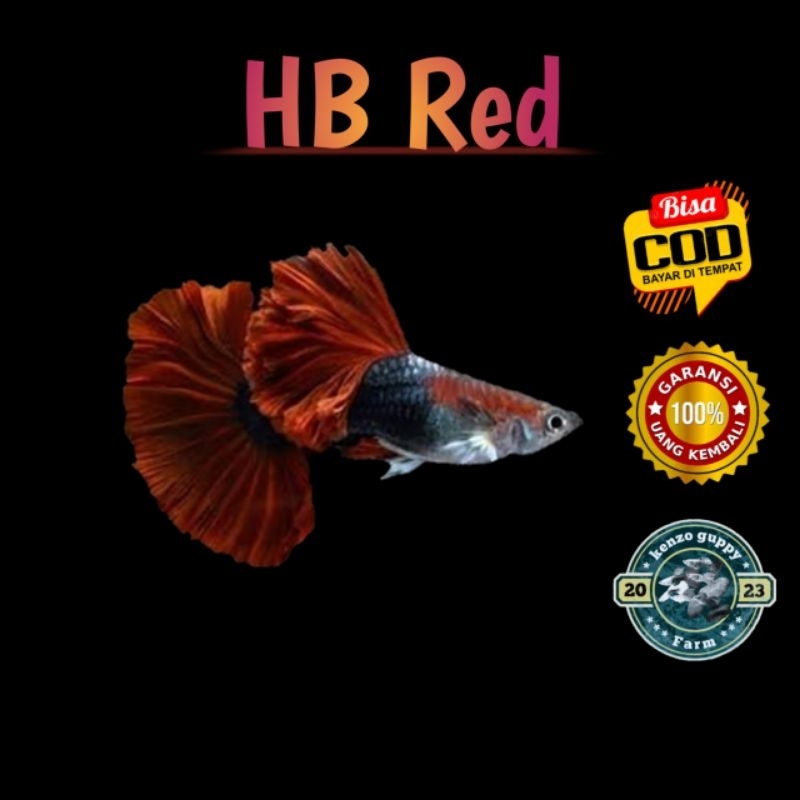 Jual Hiasan Akuarium Induk Guppy Hb Red Rosetail | Shopee Indonesia