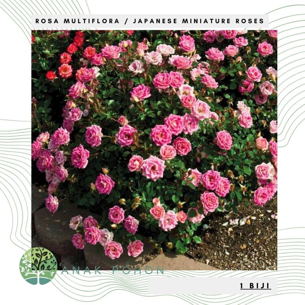 Jual Benih Bibit Biji - Japanese Miniature Roses / Baby Rose (Rosa ...