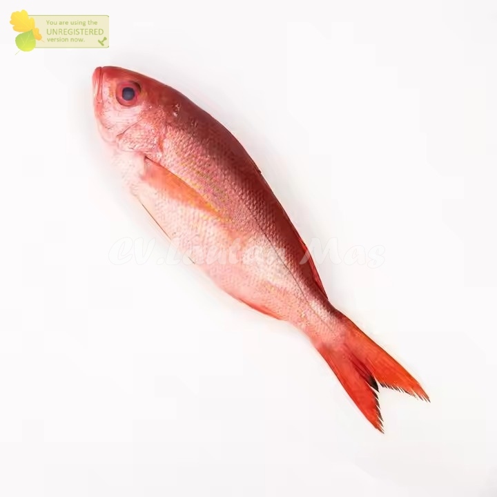 Jual Ikan Kurisi 1Kg Ikan Kurisi Segar Ikan Kurisi Bali Ikan Krisi Ikan ...