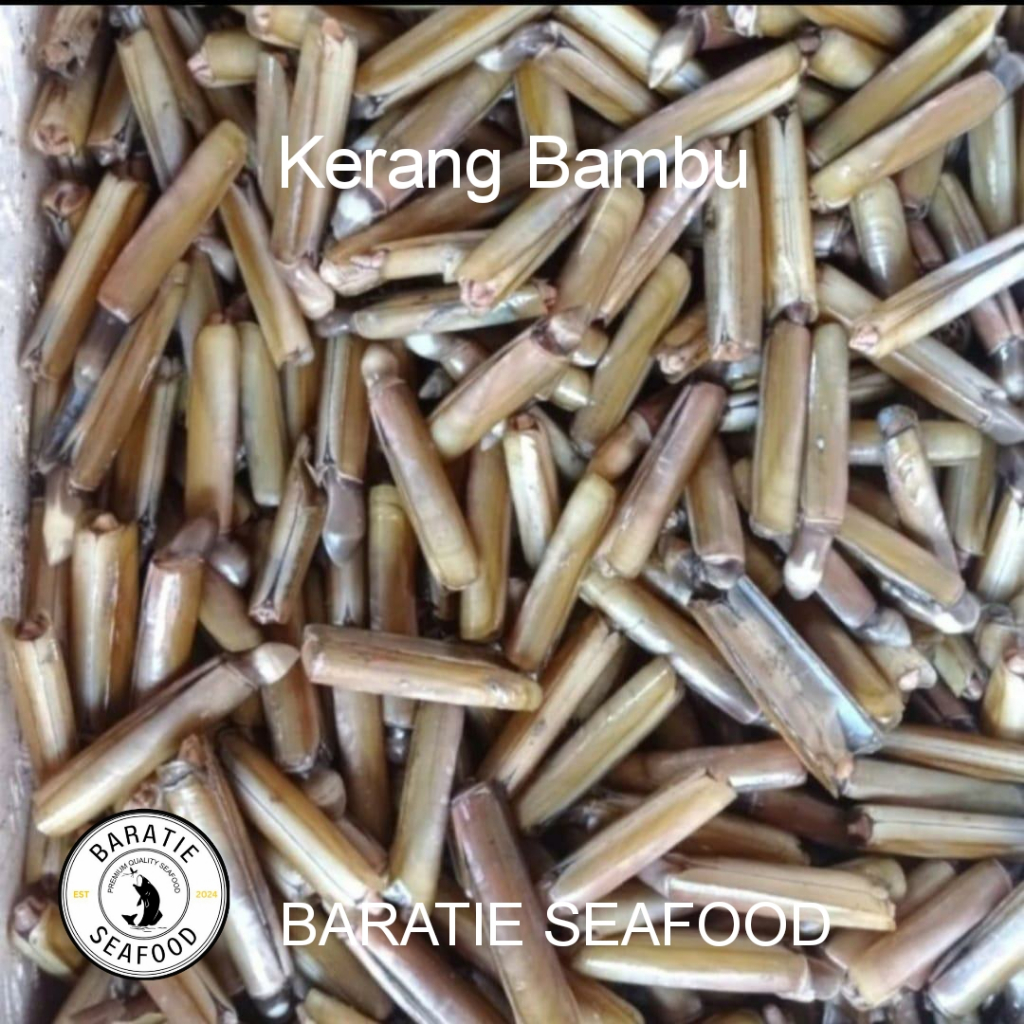 Jual Kerang Bambu Fresh Segar/ Kerang Bambu Fresh (1 Kg) | Shopee Indonesia