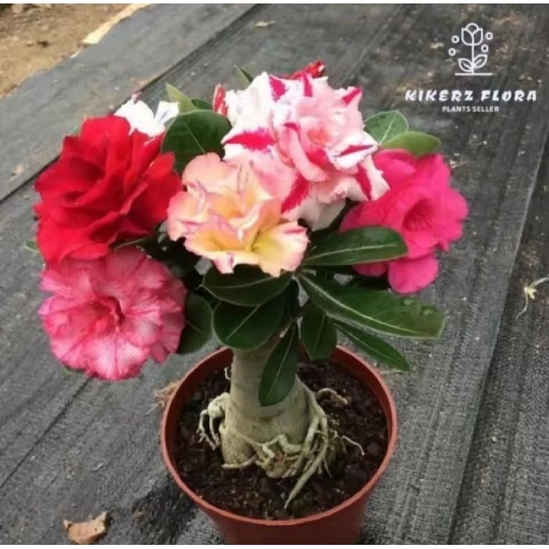 Jual Tanaman Hias Adenium Kamboja Jepang Bunga Tumpuk 5 Warna Tanaman
