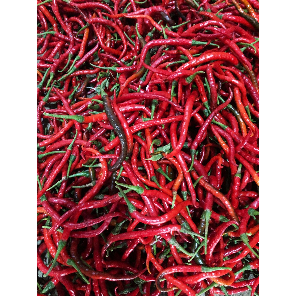 Jual Cabe/Cabai Merah Keriting 1 KG Segar Asli Blitar | Shopee Indonesia